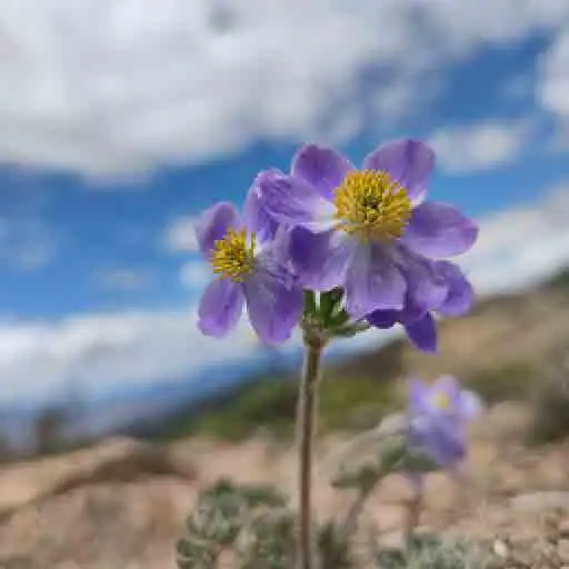 Real-ESRGAN-General-x4v3 示例 | Radxa Docs